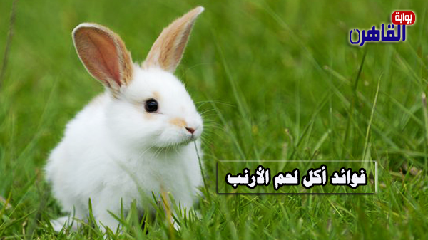 فوائد أكل لحم الأرنب وموانع تناوله.. الخبراء يجيبون | موقع بوابة القاهرة